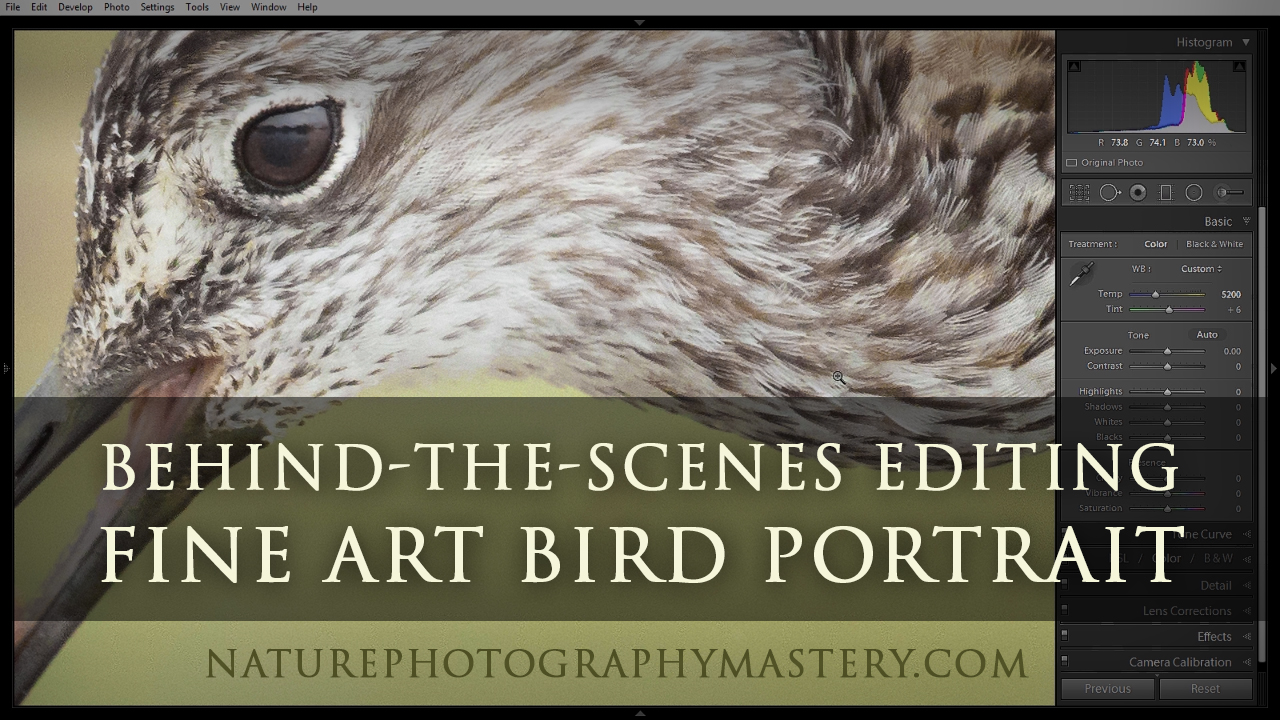 Behind-the-scenes Processing 1 – Fine Art Bird portrait – Nature ...