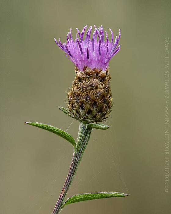 Lesser Knapweed, Common Knapweed, Black Knapweed – Centaurea nigra ...